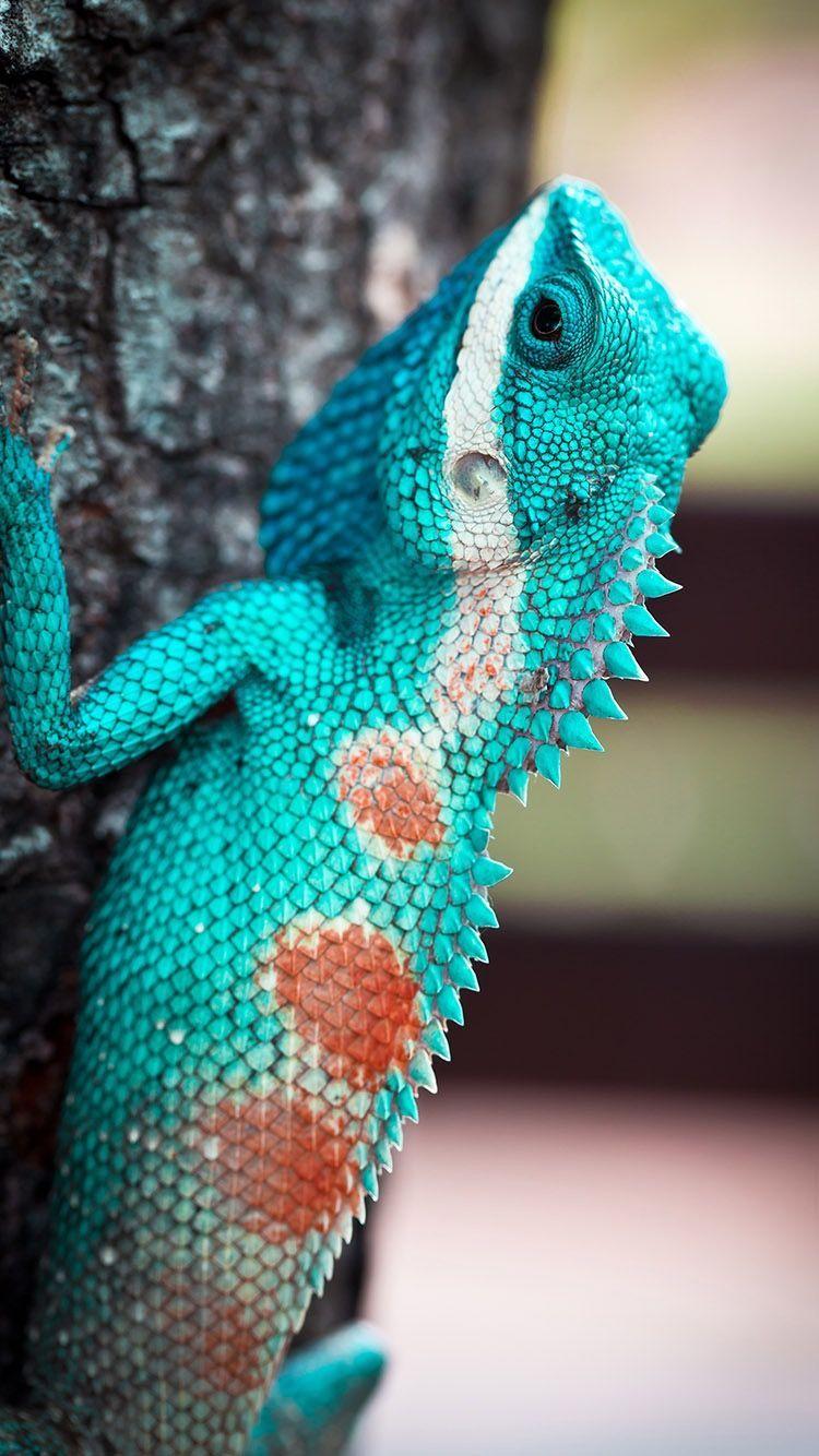 Blue Lizard Wallpapers - Top Free Blue Lizard Backgrounds - WallpaperAccess