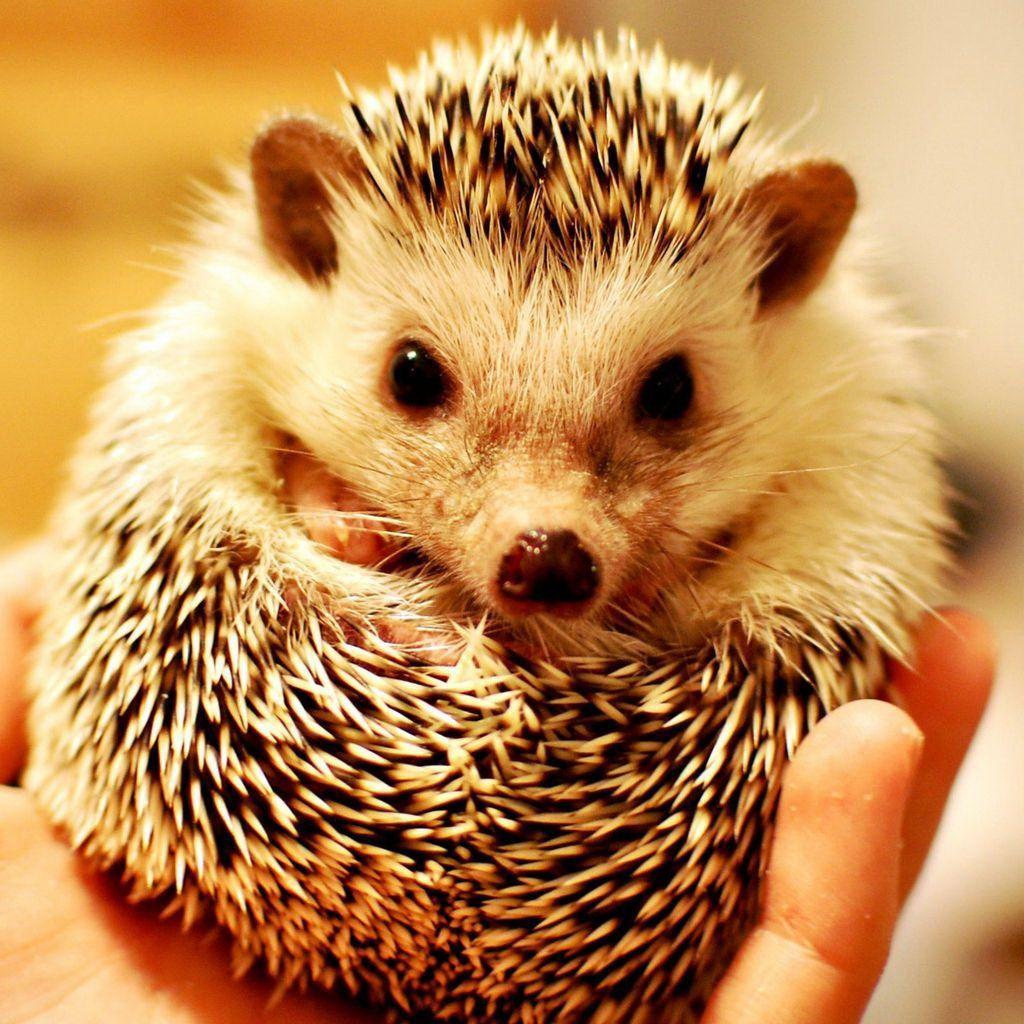 Hedgehog Phone Wallpapers - Top Free Hedgehog Phone Backgrounds ...