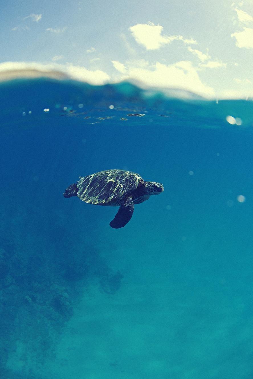 Turtle Phone Wallpapers - Top Free Turtle Phone Backgrounds ...