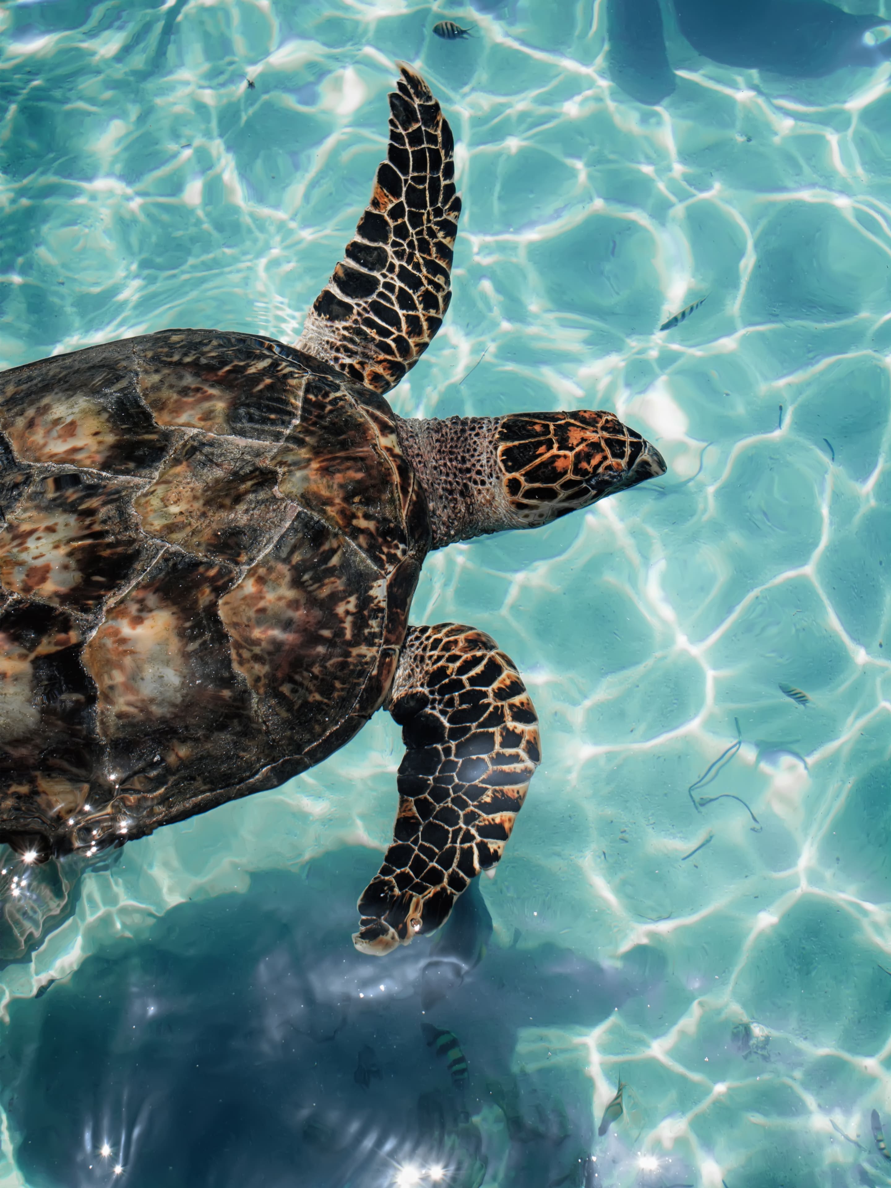 Turtle Phone Wallpapers - Top Free Turtle Phone Backgrounds ...