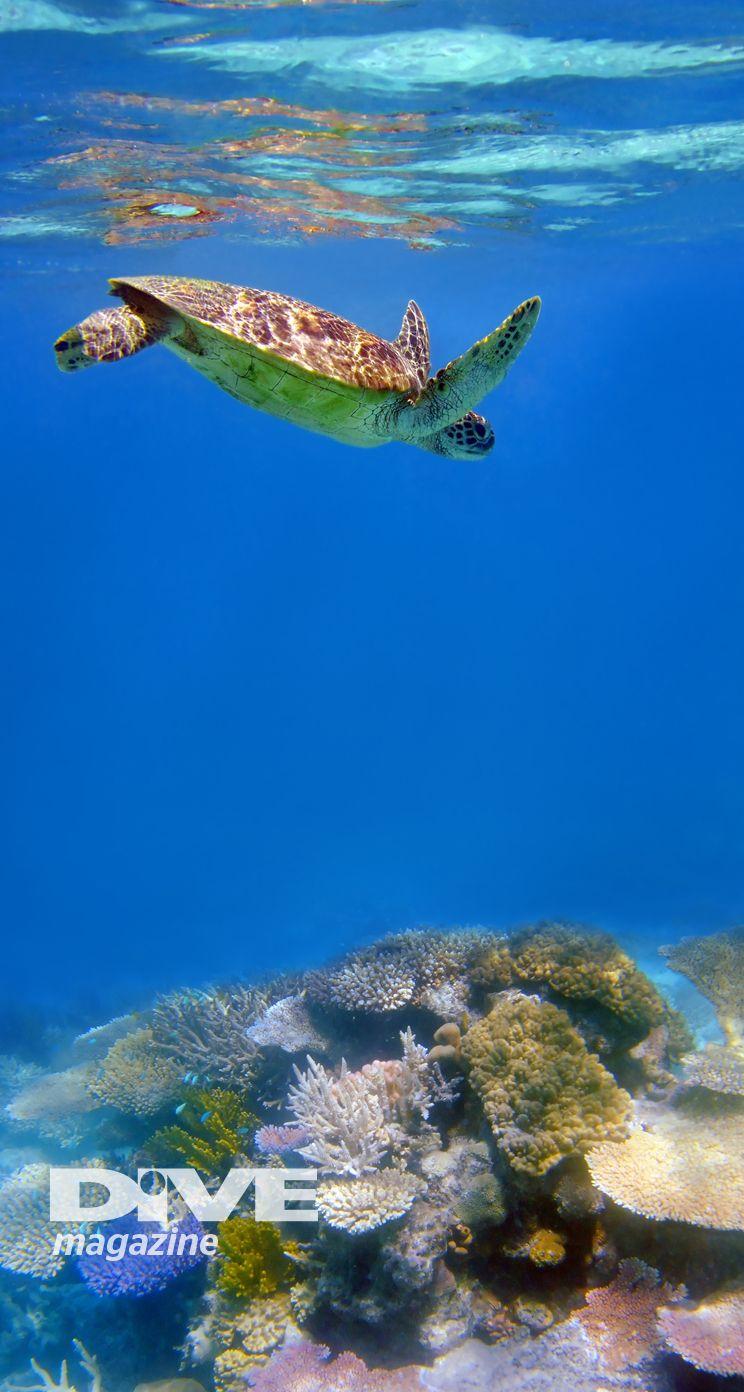 Turtle Phone Wallpapers - Top Free Turtle Phone Backgrounds ...