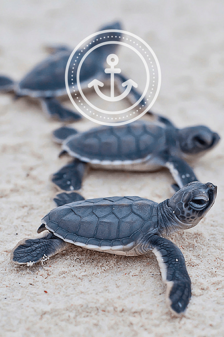 Turtle Phone Wallpapers - Top Free Turtle Phone Backgrounds ...