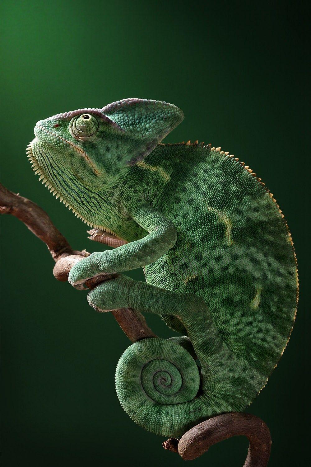 Lizard Phone Wallpapers - Top Free Lizard Phone Backgrounds ...