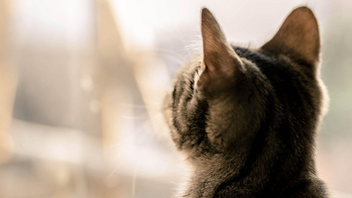 Peeking Cat Wallpapers - Top Free Peeking Cat Backgrounds - WallpaperAccess