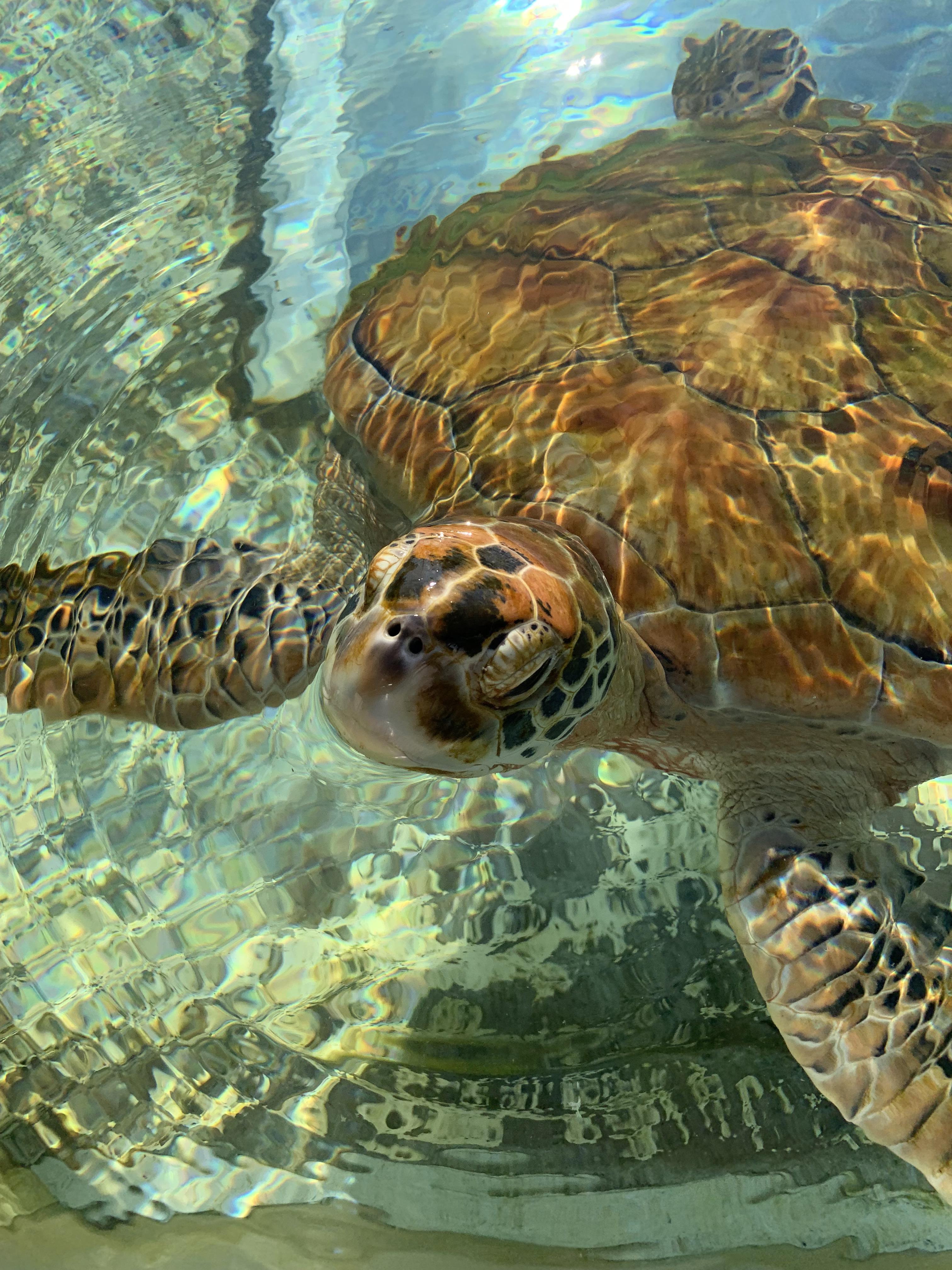 Turtle Phone Wallpapers - Top Free Turtle Phone Backgrounds ...