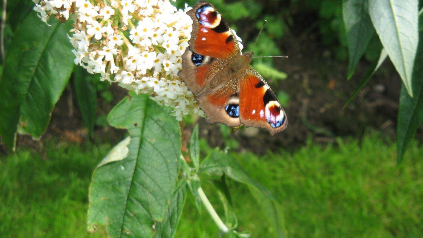 Cute Bug Wallpapers - Top Free Cute Bug Backgrounds - WallpaperAccess