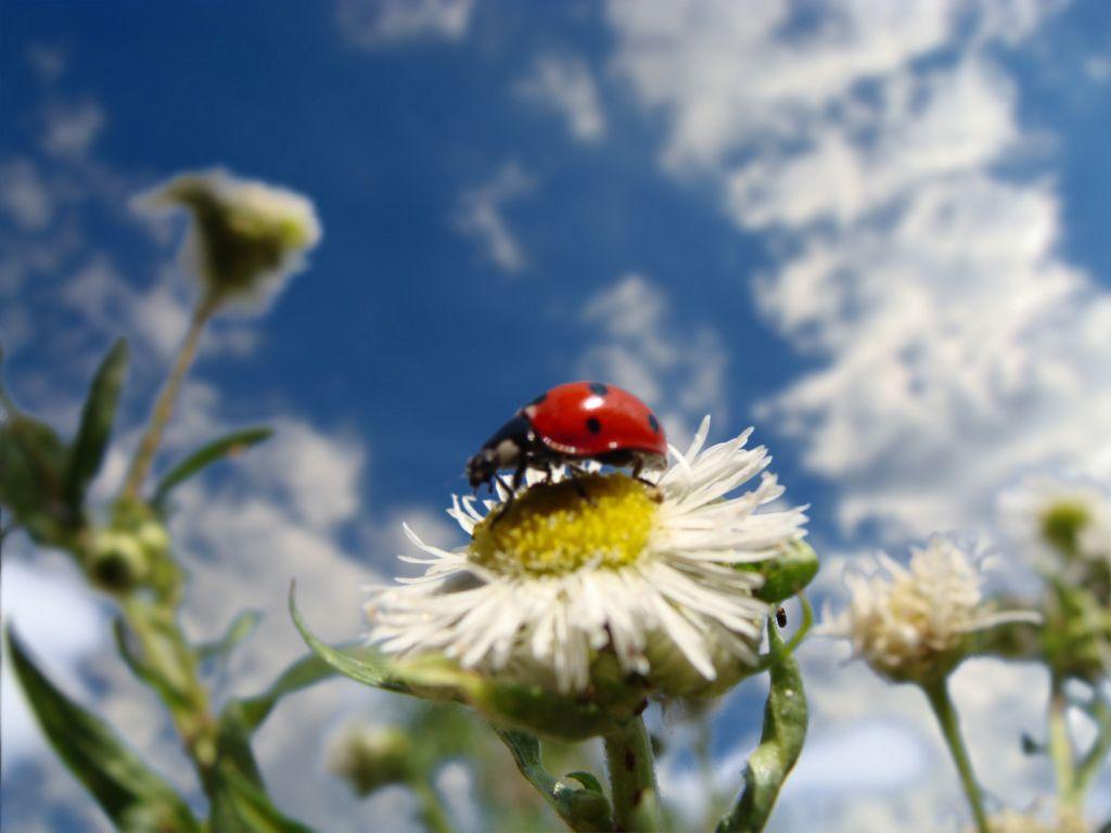 Cute Bug Wallpapers - Top Free Cute Bug Backgrounds - WallpaperAccess