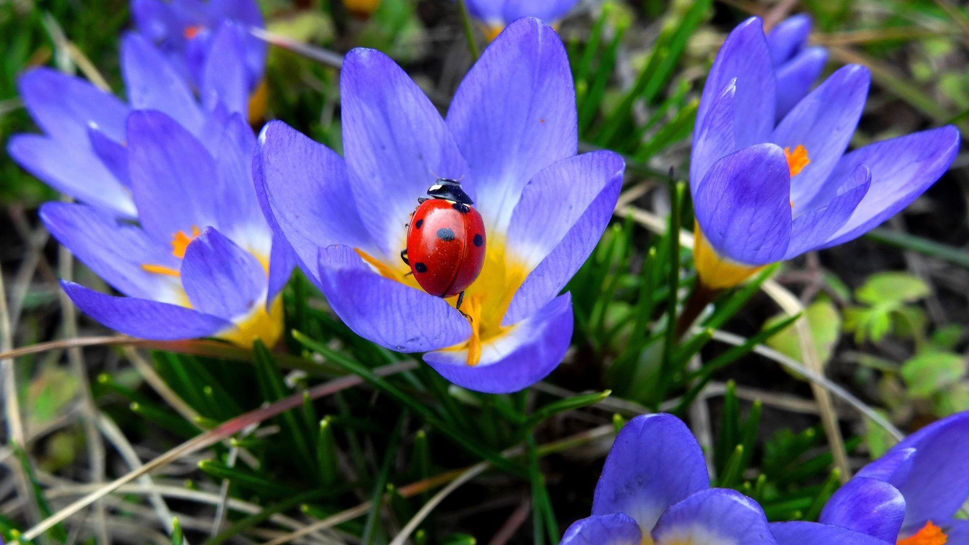 Cute Bug Wallpapers - Top Free Cute Bug Backgrounds - WallpaperAccess