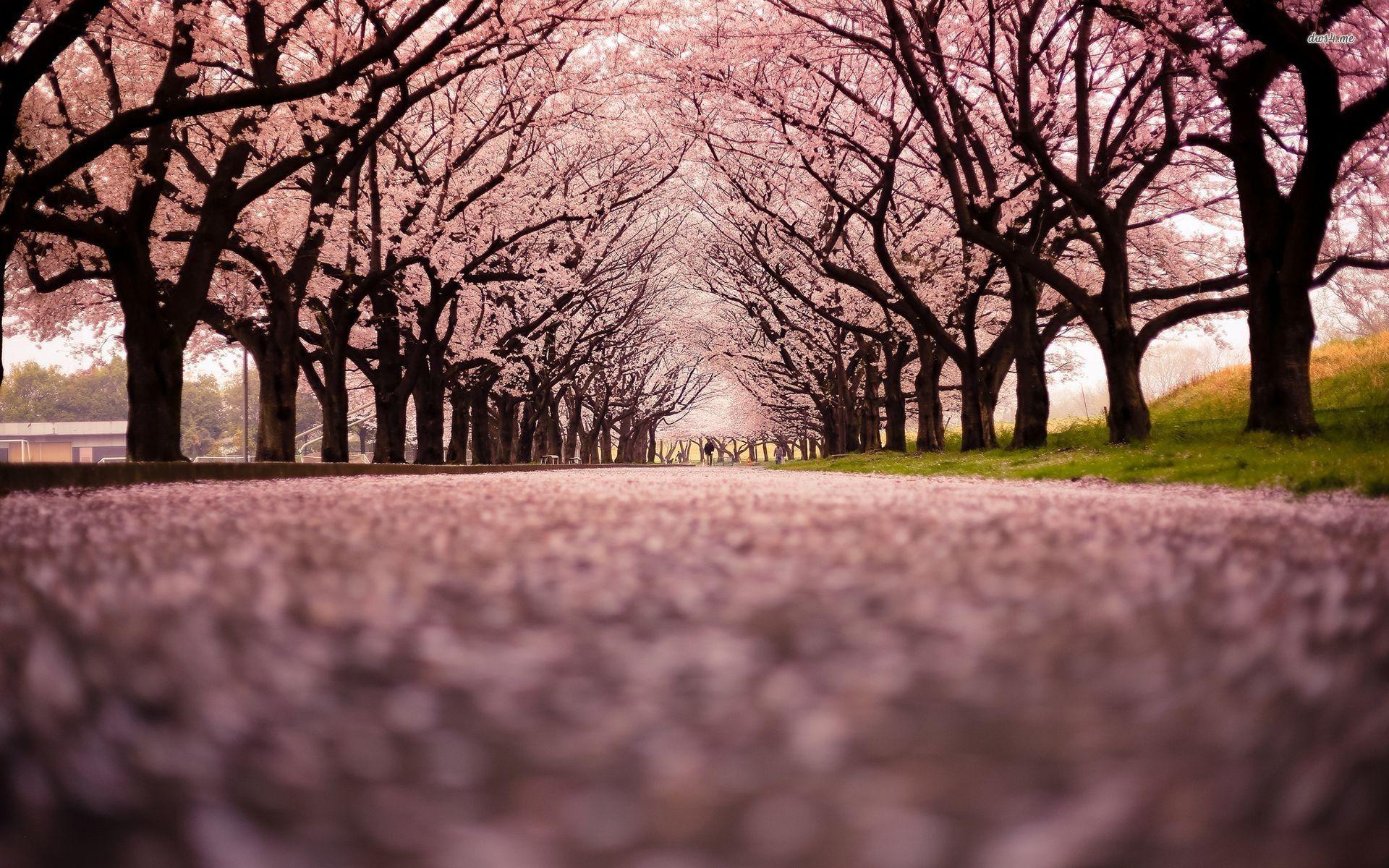 Sakura Tree Wallpapers - Top Free Sakura Tree Backgrounds - WallpaperAccess