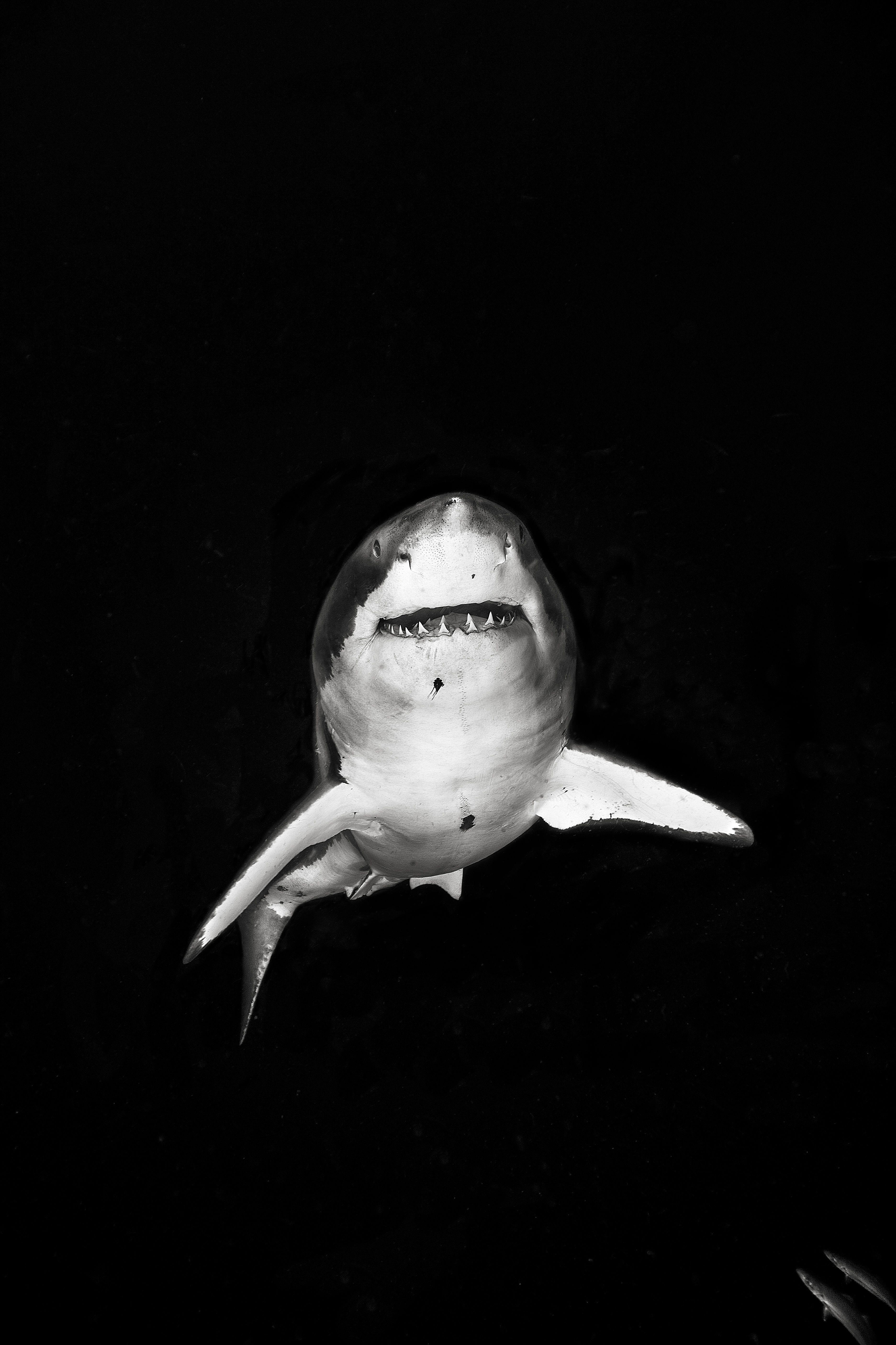Black and White Shark Wallpapers - Top Free Black and White Shark ...