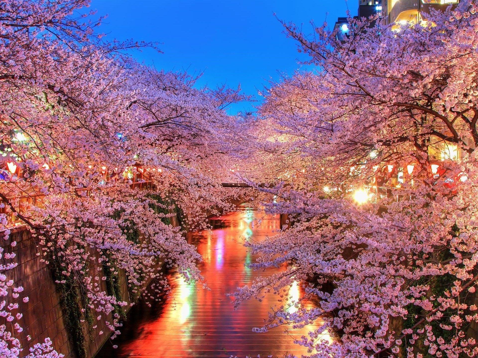 Cherry Blossom Tree Desktop Wallpapers - Top Free Cherry Blossom Tree ...