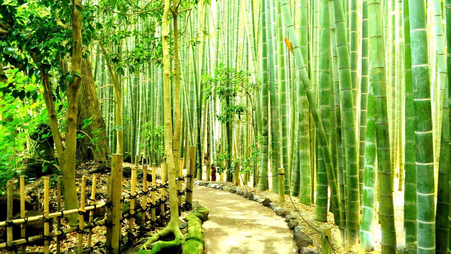 Chinese Bamboo Forest Wallpapers - Top Free Chinese Bamboo Forest ...