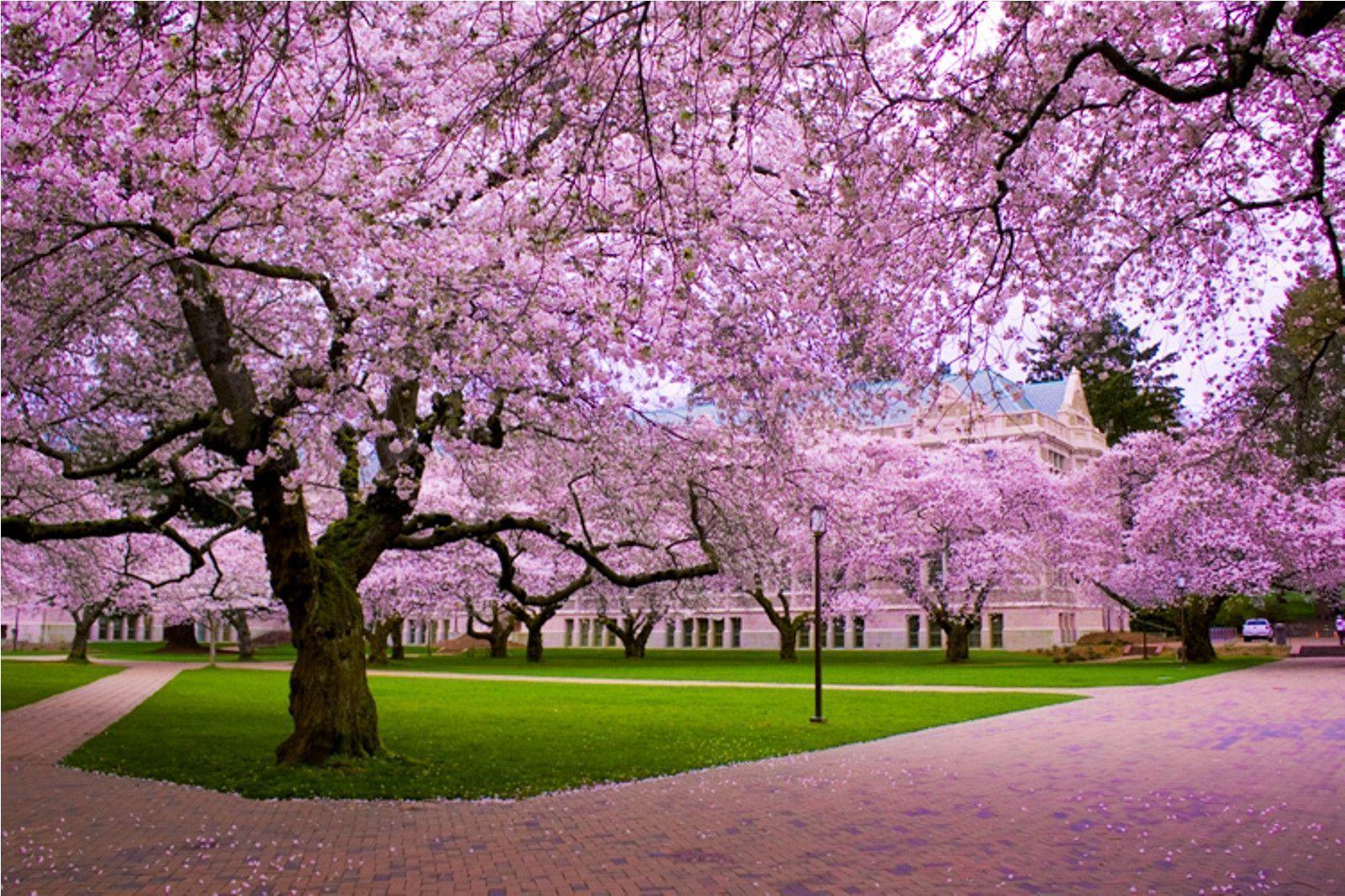 Japan Cherry Blossom Desktop Wallpapers - Top Free Japan Cherry Blossom Desktop Backgrounds ...