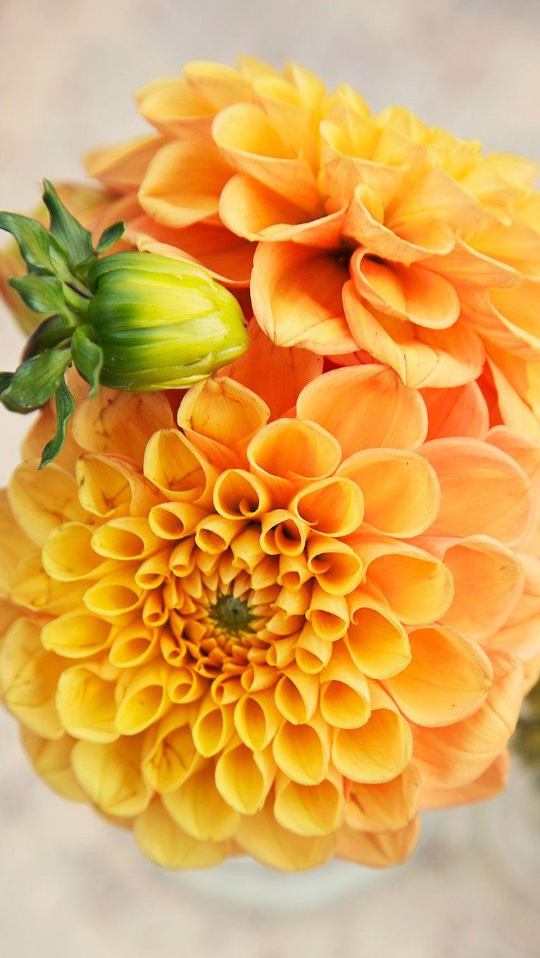 Dahlia Phone Wallpapers - Top Free Dahlia Phone Backgrounds ...