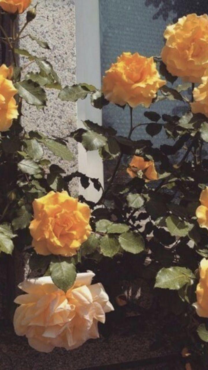 Yellow Floral Phone Wallpapers - Top Free Yellow Floral Phone ...