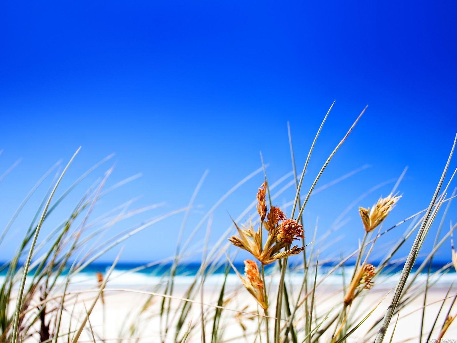 Beach Grass Wallpapers - Top Free Beach Grass Backgrounds - WallpaperAccess