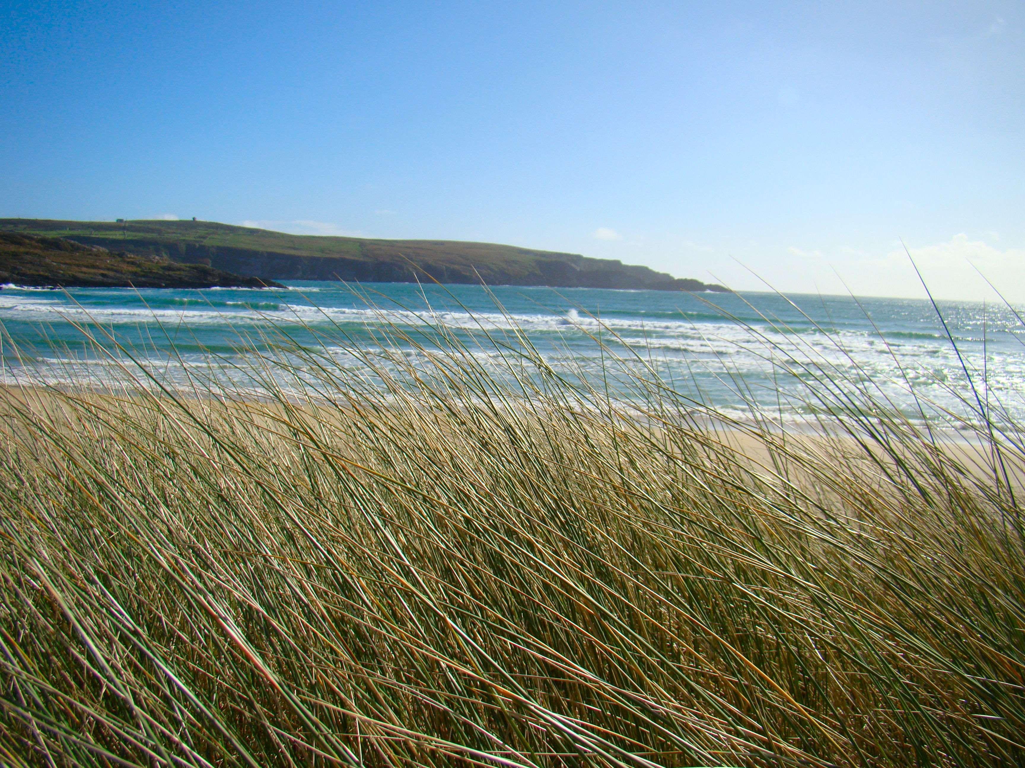 Beach Grass Wallpapers - Top Free Beach Grass Backgrounds - WallpaperAccess