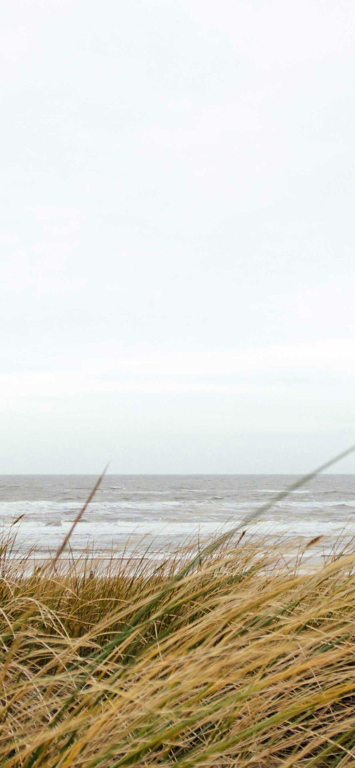 Beach Grass Wallpapers - Top Free Beach Grass Backgrounds - WallpaperAccess