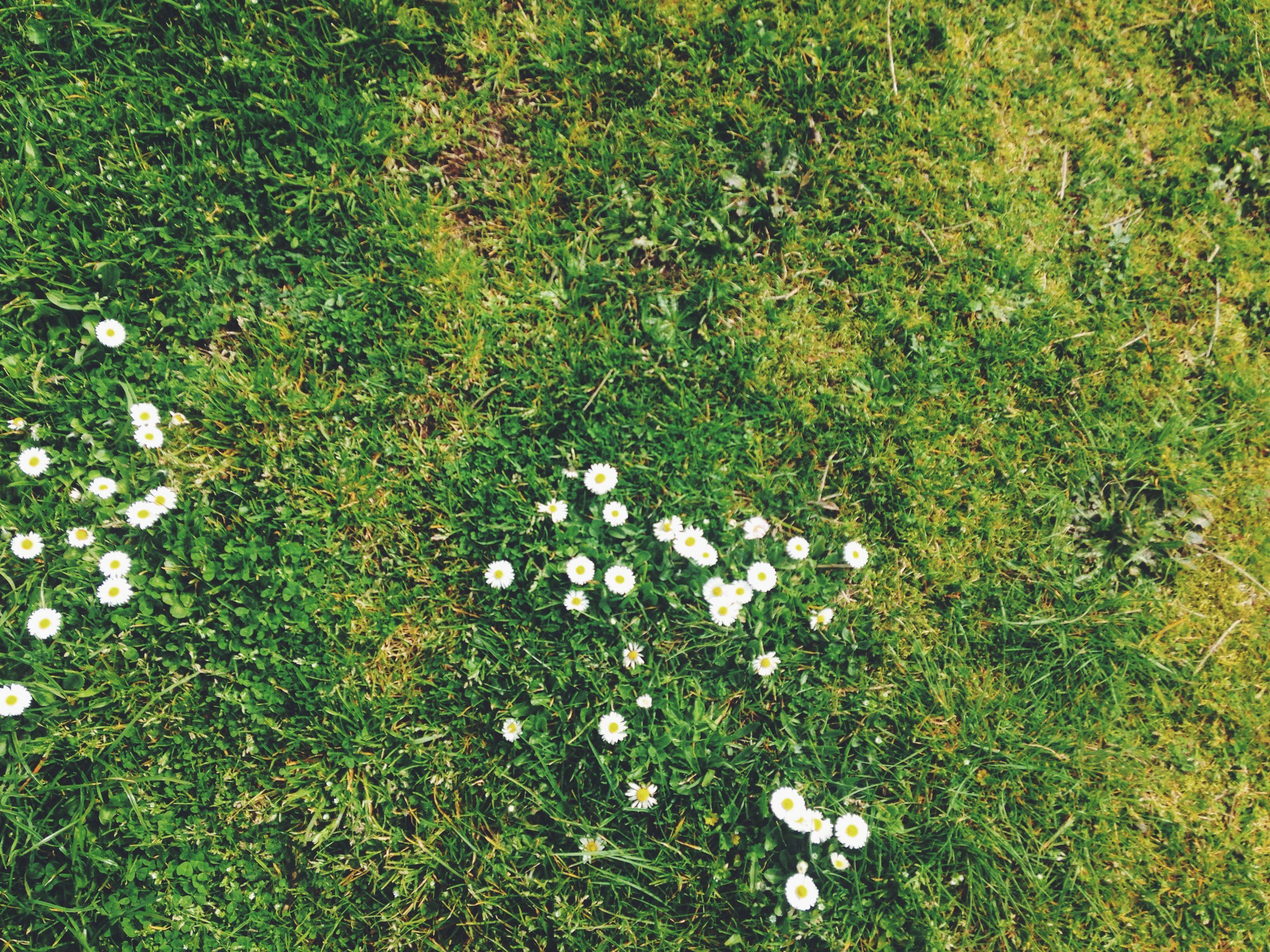 Grass And Flowers Wallpapers Top Free Grass And Flowers Backgrounds