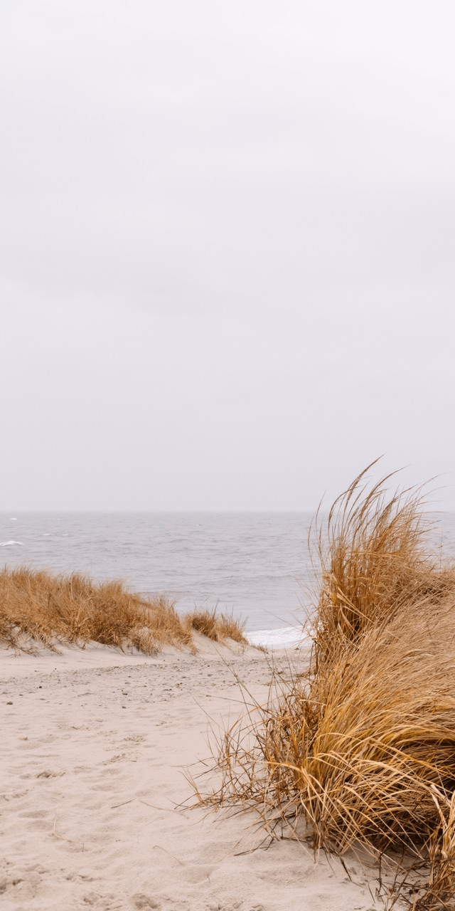 Beach Grass Wallpapers - Top Free Beach Grass Backgrounds - WallpaperAccess