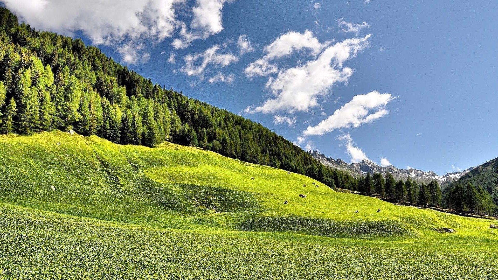 Forest Hills Wallpapers - Top Free Forest Hills Backgrounds ...