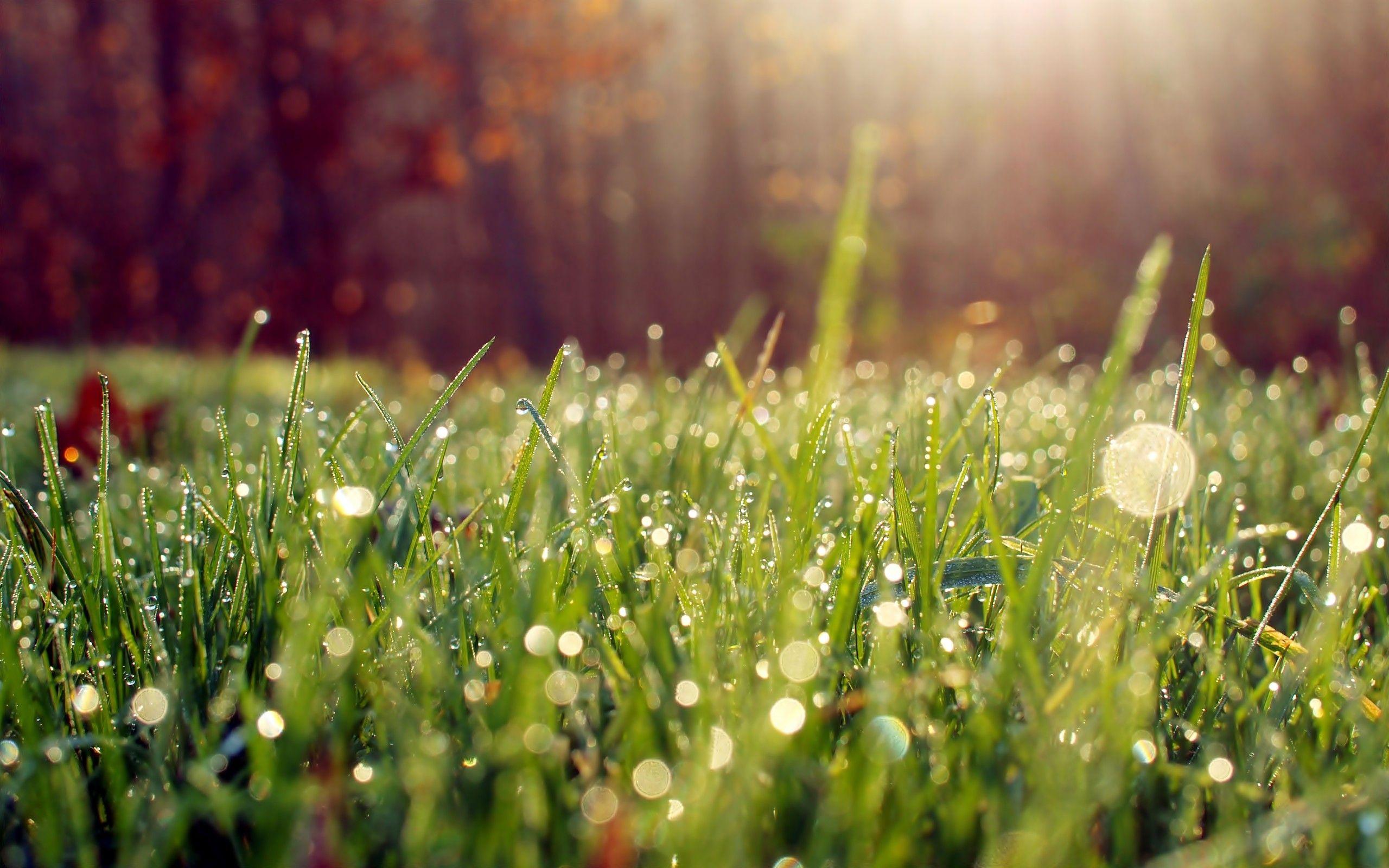 Morning Dew Wallpapers - Top Free Morning Dew Backgrounds - WallpaperAccess