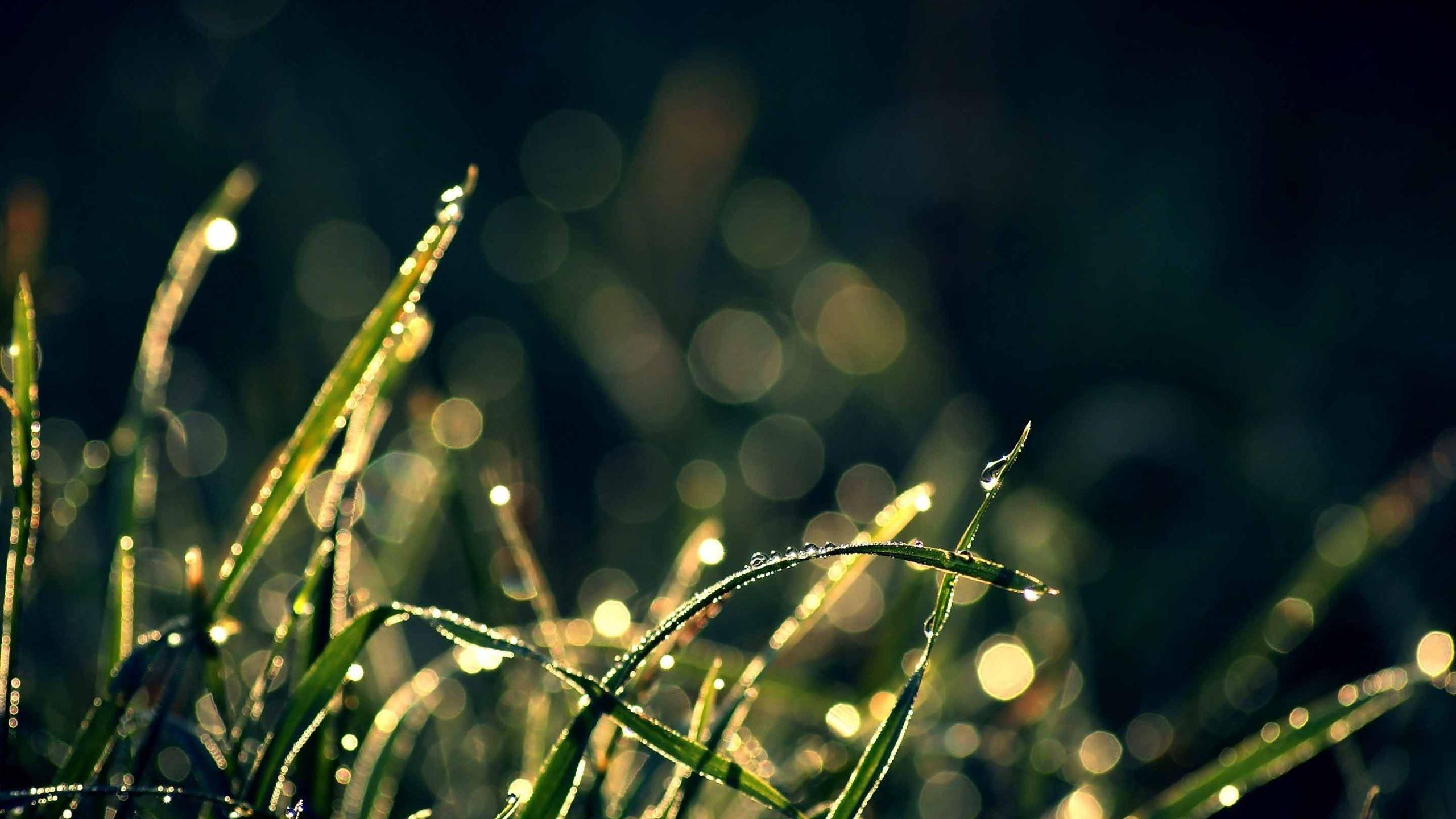Morning Dew Wallpapers - Top Free Morning Dew Backgrounds - WallpaperAccess