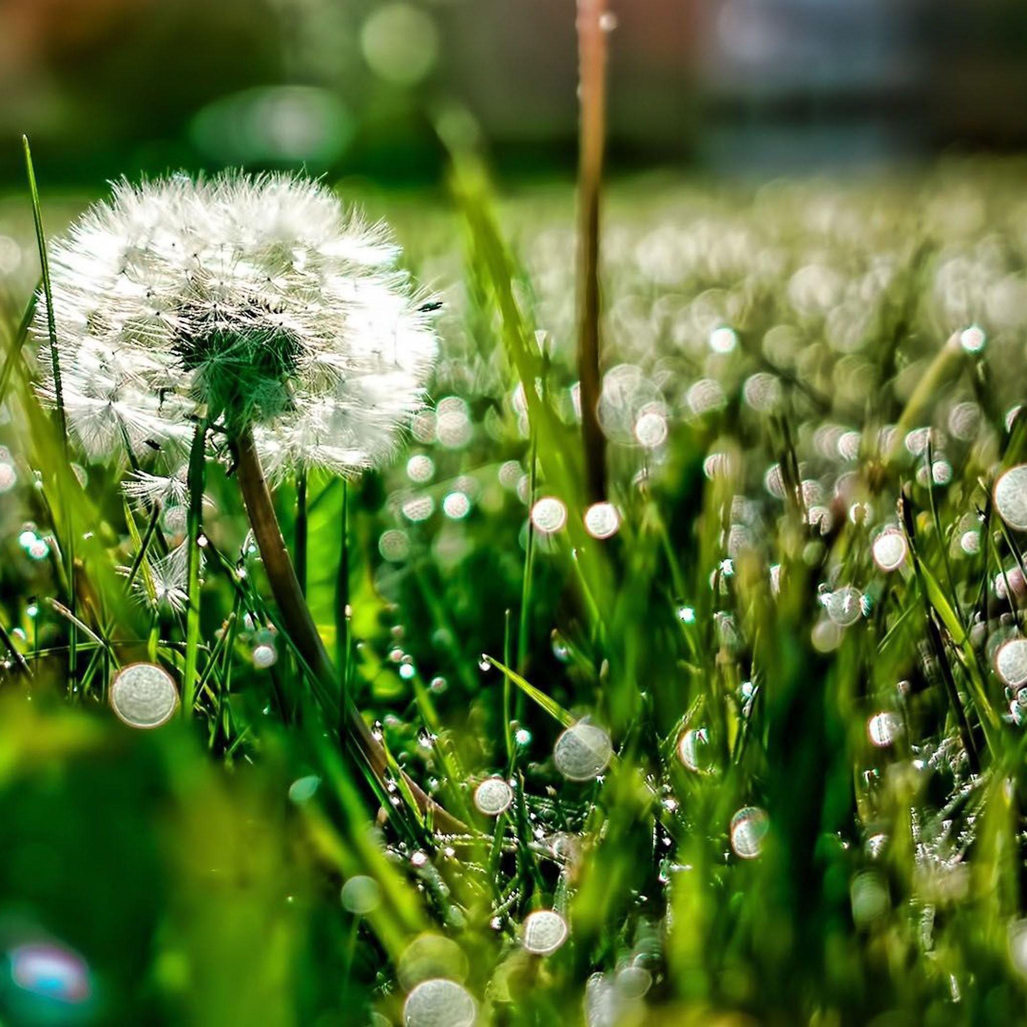 Morning Dew Wallpapers - Top Free Morning Dew Backgrounds - WallpaperAccess