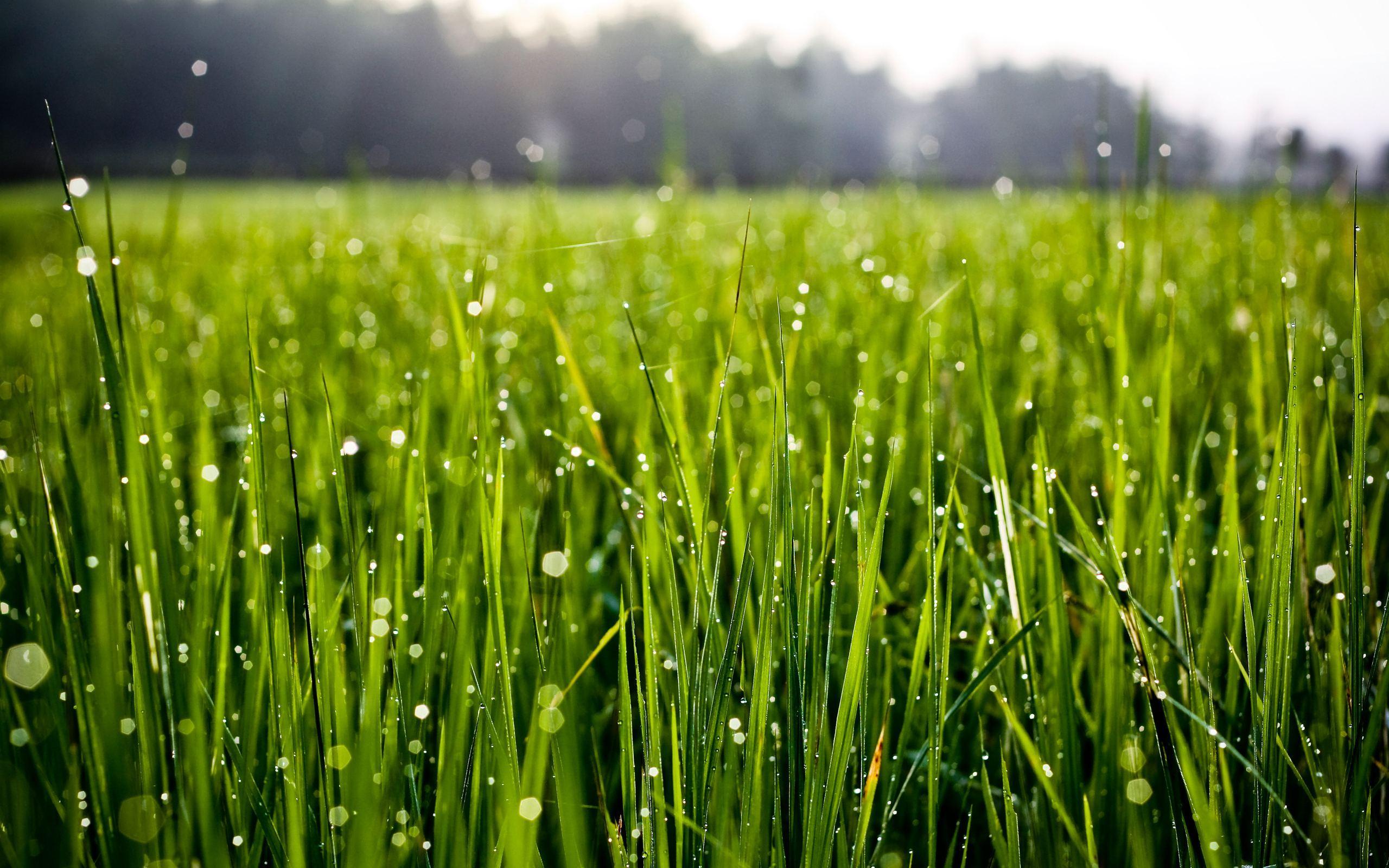 Morning Dew Wallpapers - Top Free Morning Dew Backgrounds - WallpaperAccess