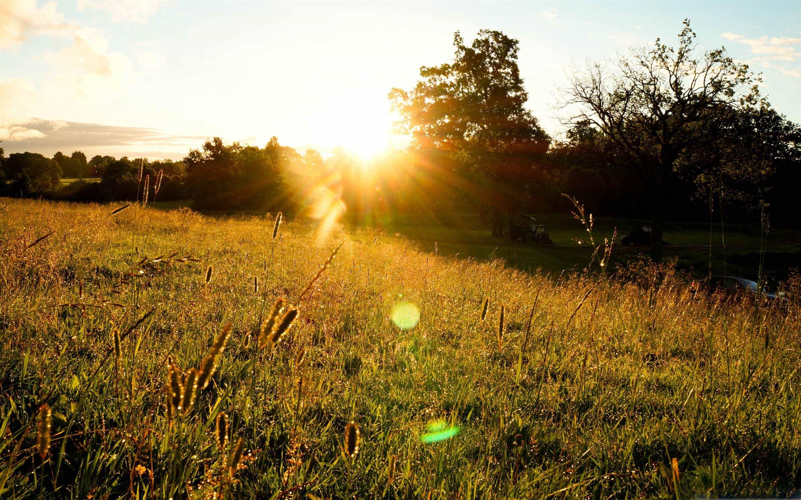 Morning Dew Wallpapers - Top Free Morning Dew Backgrounds - WallpaperAccess