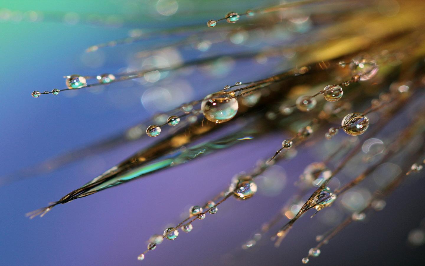 Morning Dew Wallpapers - Top Free Morning Dew Backgrounds - WallpaperAccess