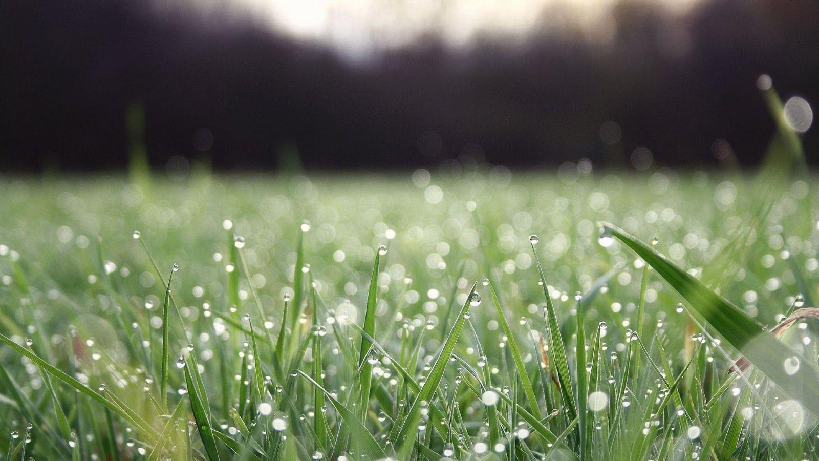 Morning Dew Wallpapers - Top Free Morning Dew Backgrounds - WallpaperAccess