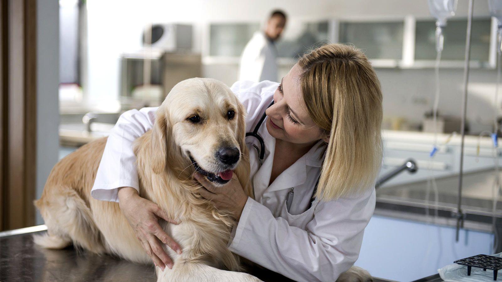 Veterinary Medicine Wallpapers - Top Free Veterinary Medicine ...