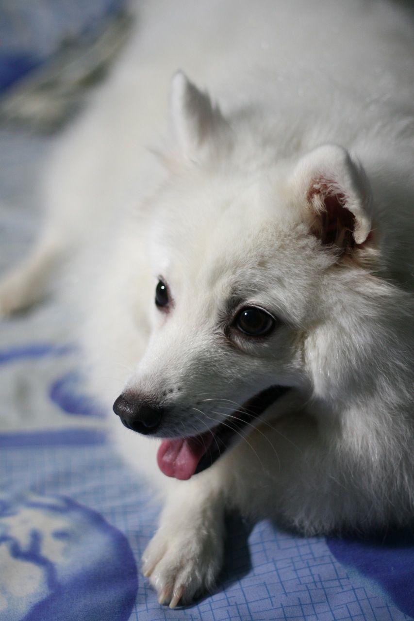 Japanese Spitz Wallpapers - Top Free Japanese Spitz Backgrounds ...