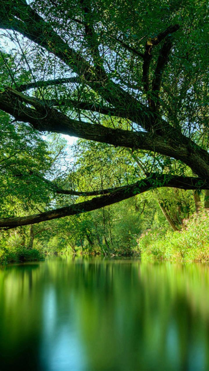 Beautiful Green Forest Wallpapers - Top Free Beautiful Green Forest ...