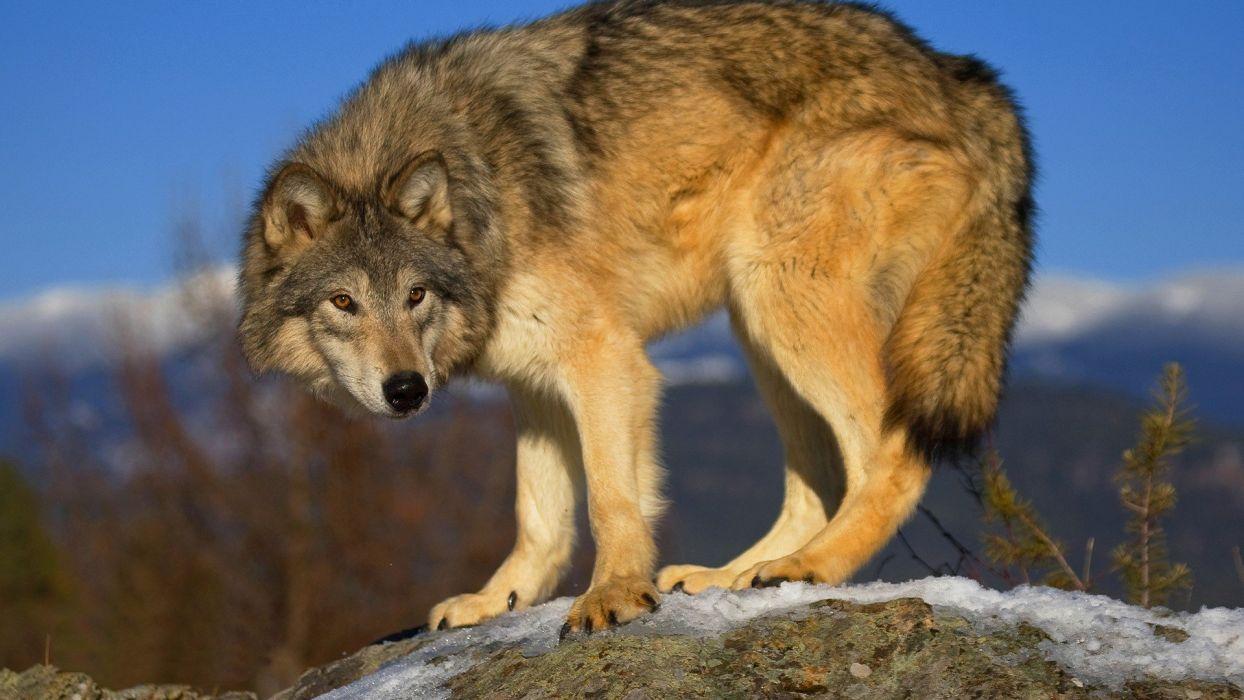 Brown Wolf Wallpapers - Top Free Brown Wolf Backgrounds - WallpaperAccess