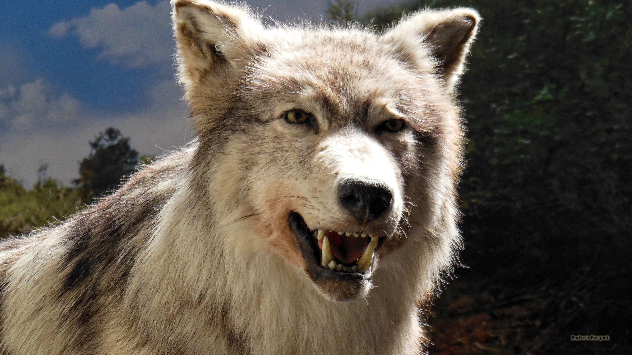 Brown Wolf Wallpapers - Top Free Brown Wolf Backgrounds - WallpaperAccess