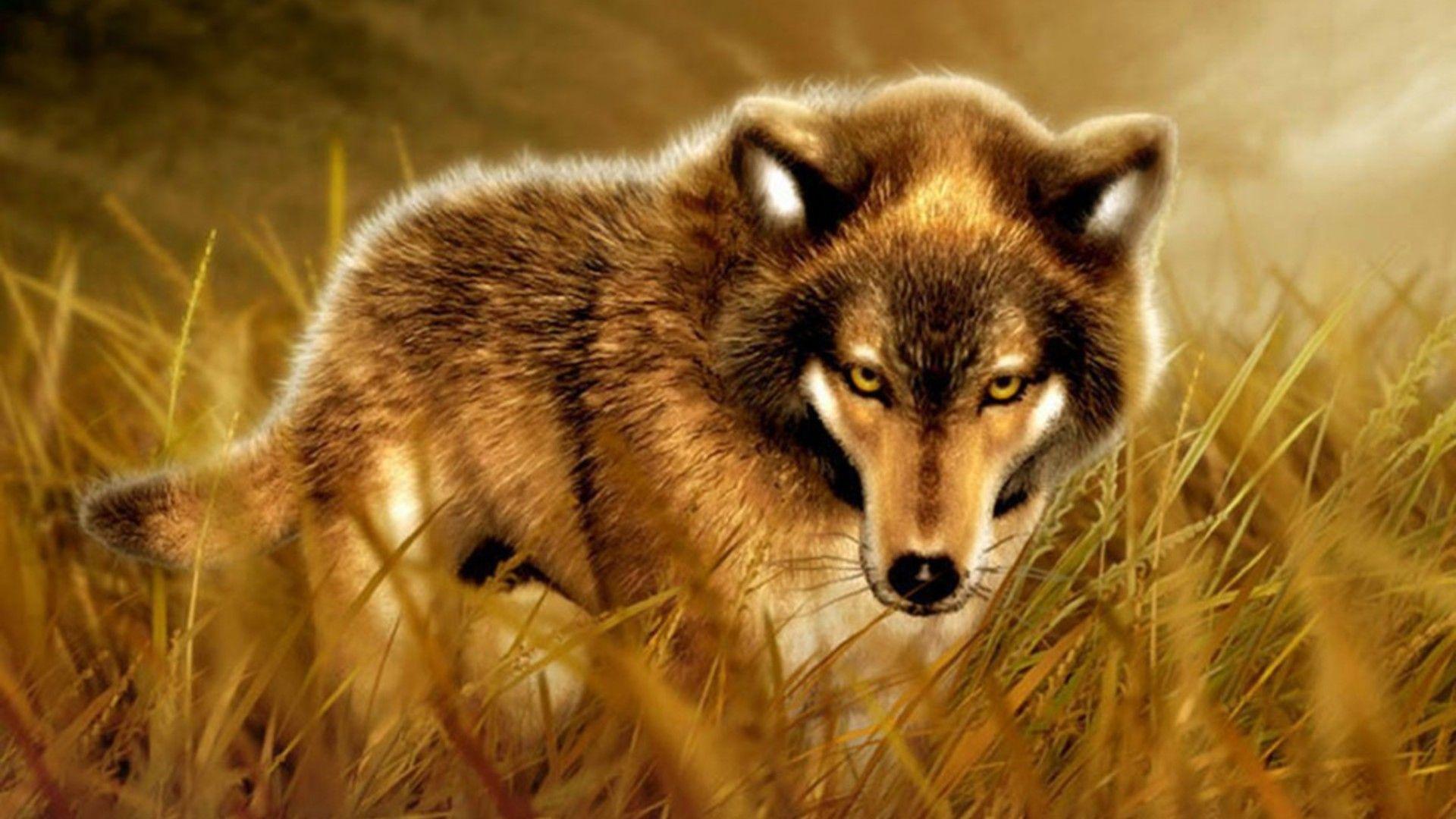 Brown Wolf Wallpapers - Top Free Brown Wolf Backgrounds - WallpaperAccess