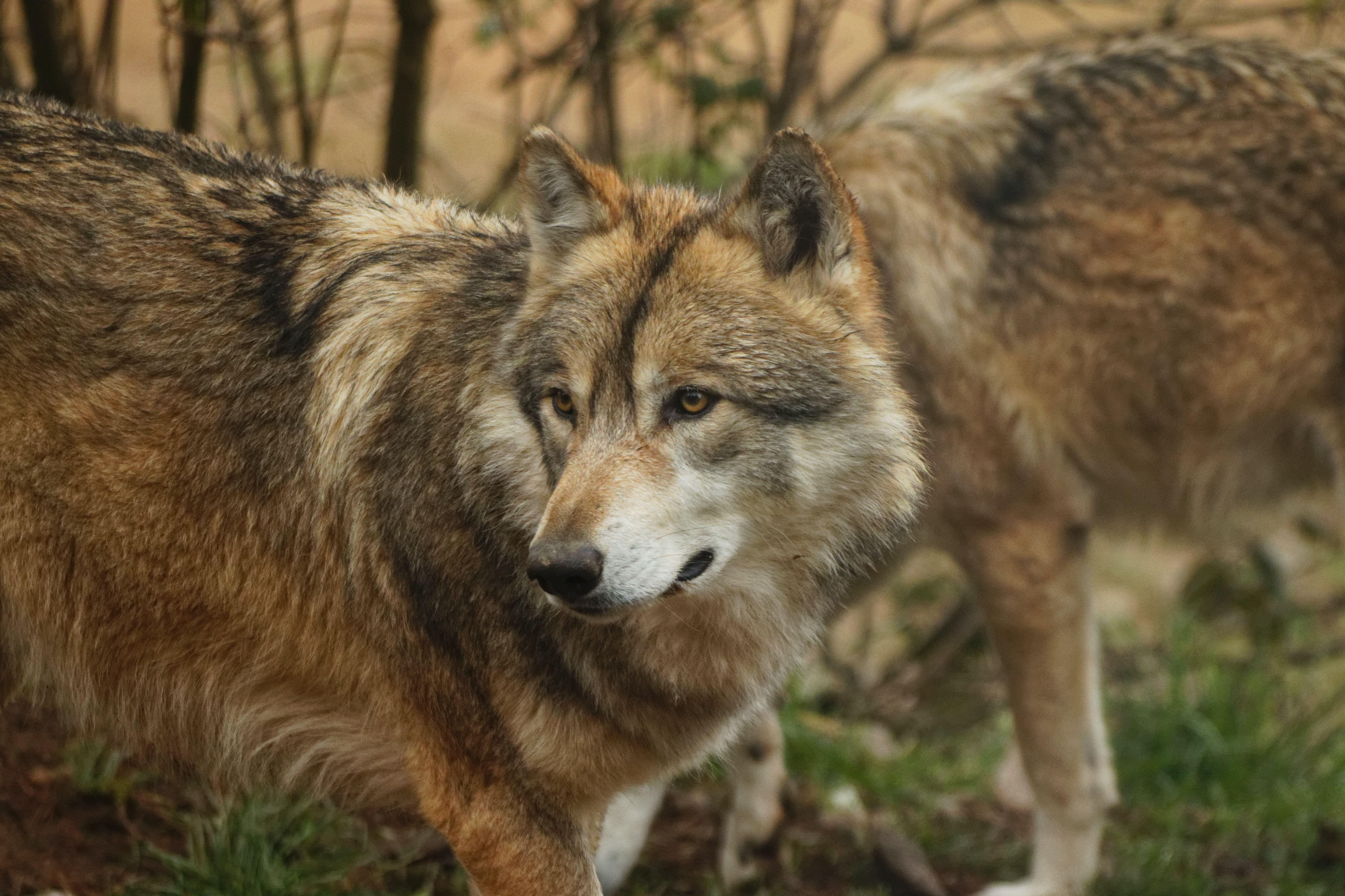 Brown Wolf Wallpapers - Top Free Brown Wolf Backgrounds - WallpaperAccess