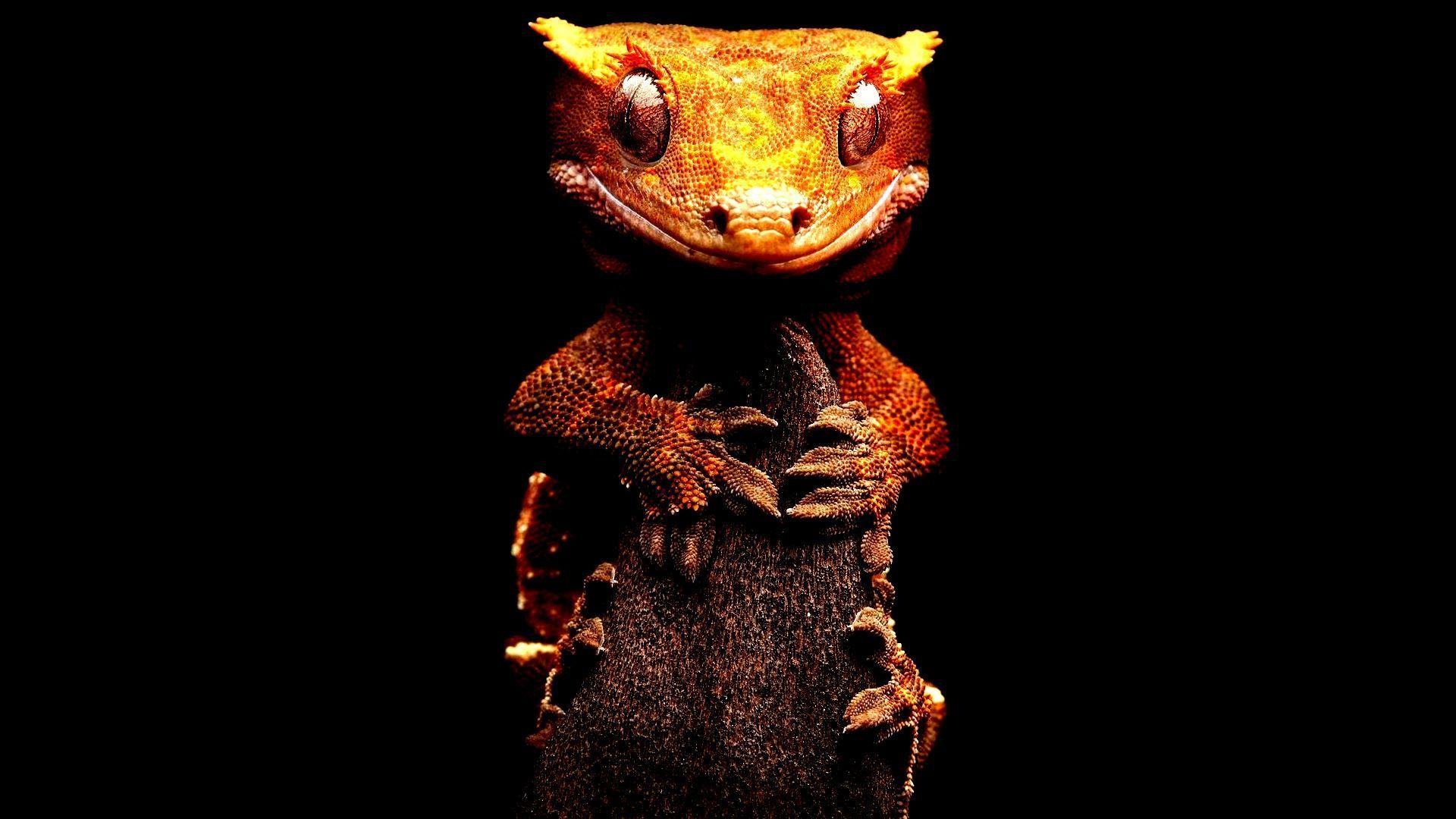 Crested Gecko Wallpapers - Top Free Crested Gecko Backgrounds ...