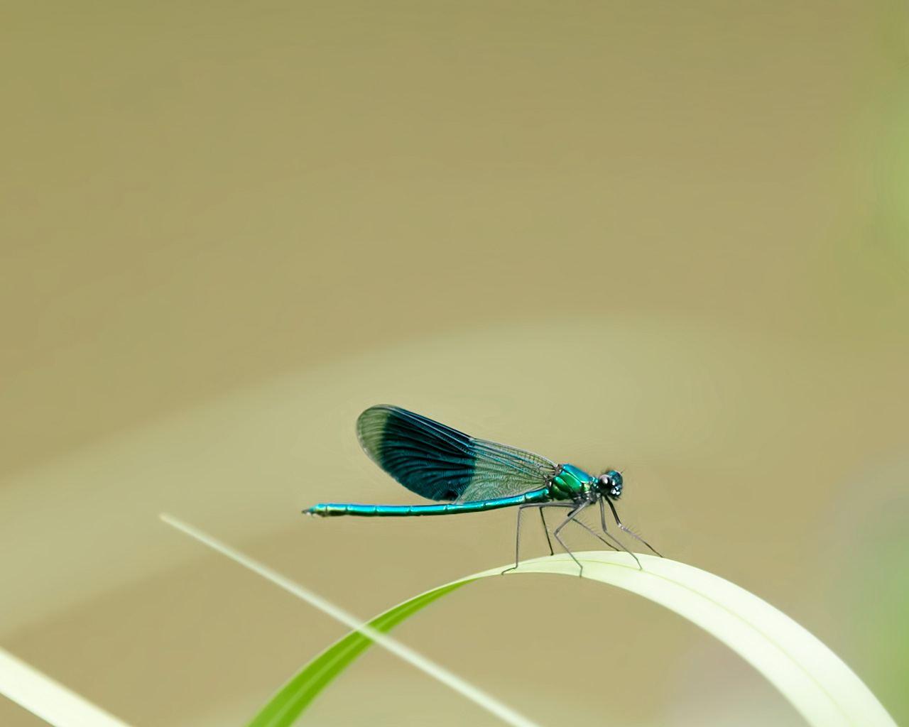 Beautiful Fly Wallpapers - Top Free Beautiful Fly Backgrounds ...