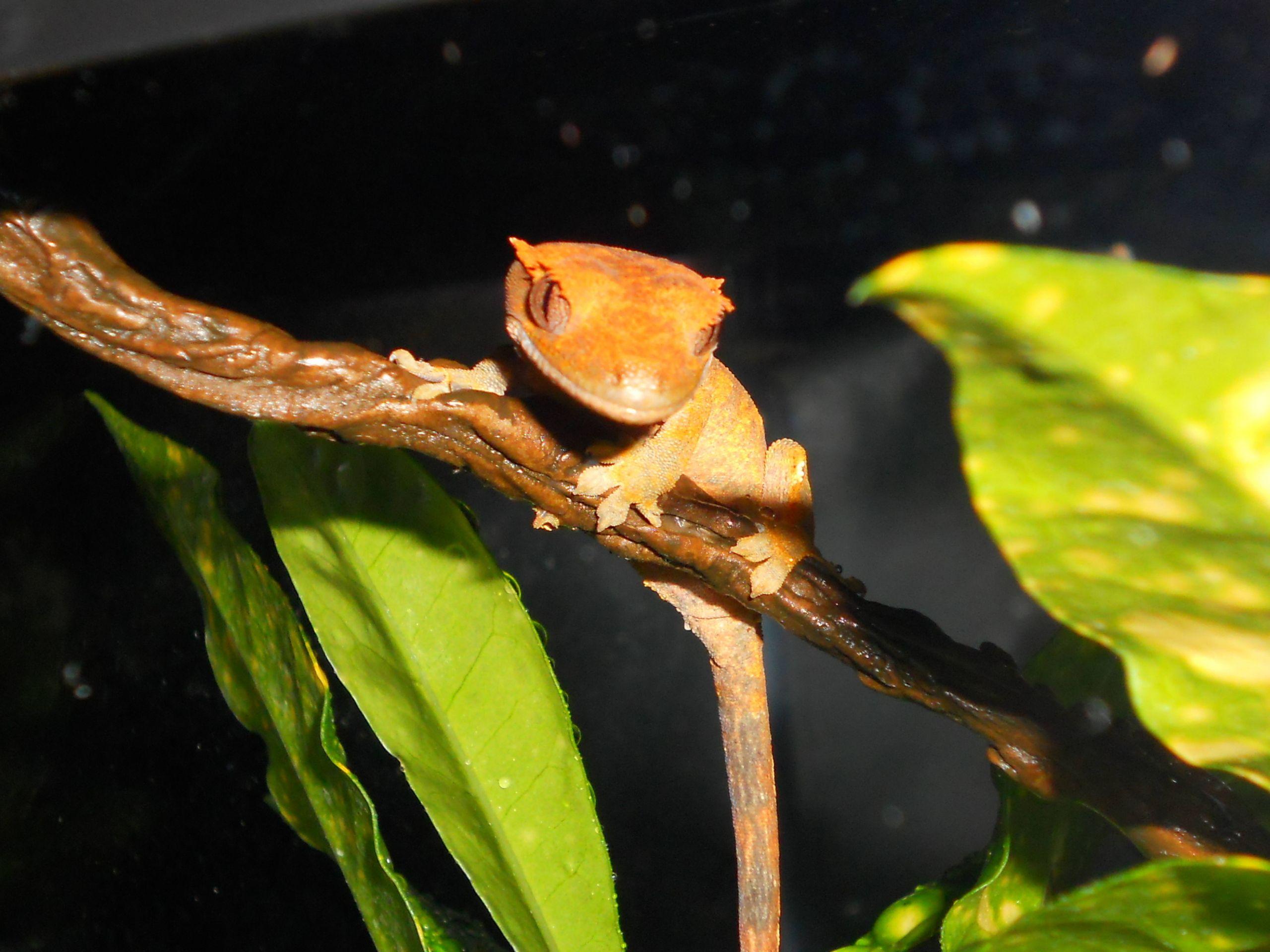 Crested Gecko Wallpapers - Top Free Crested Gecko Backgrounds ...