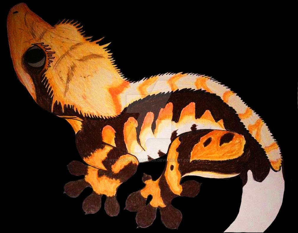 Crested Gecko Wallpapers - Top Free Crested Gecko Backgrounds ...