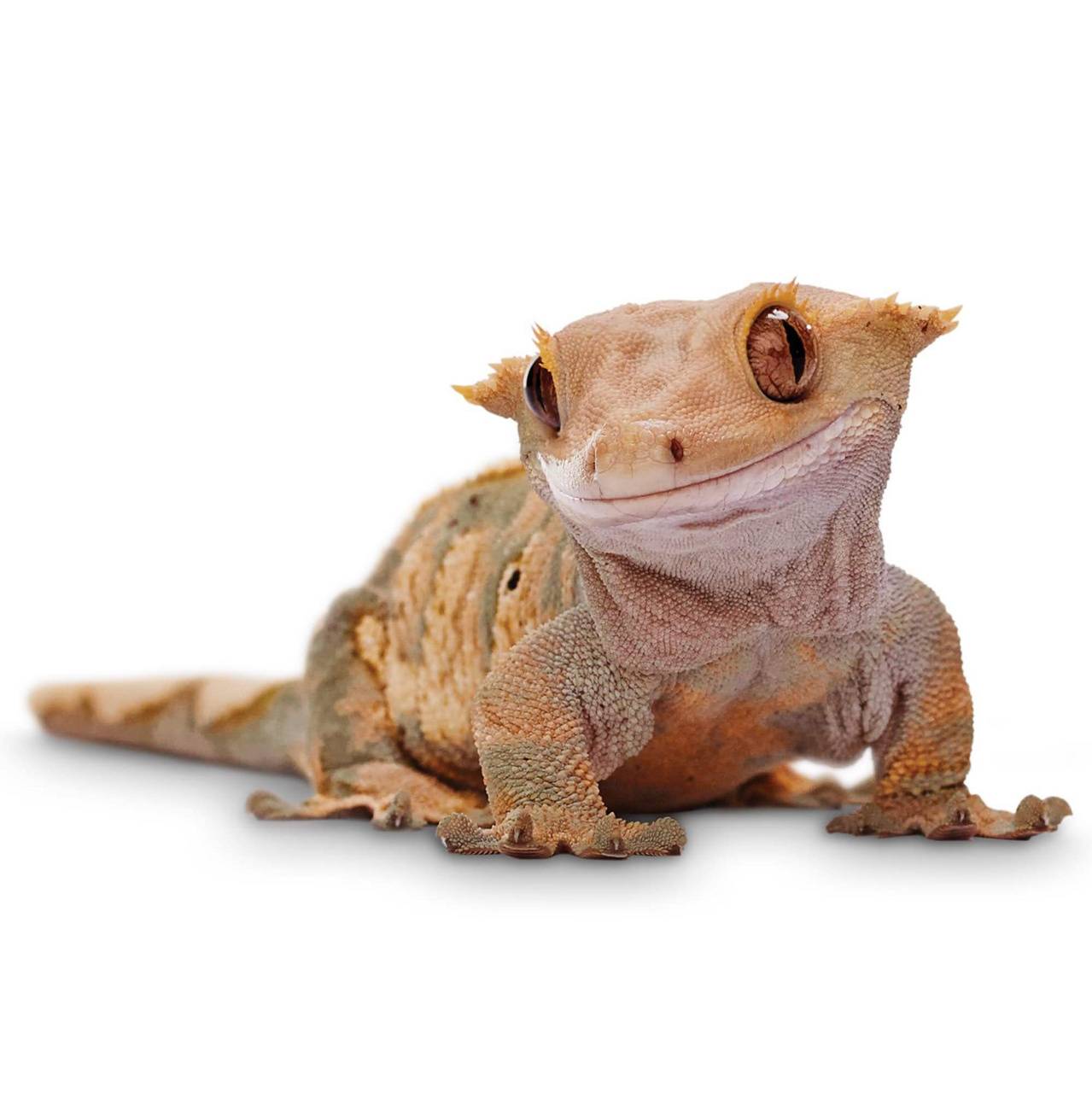 Crested Gecko Wallpapers - Top Free Crested Gecko Backgrounds ...