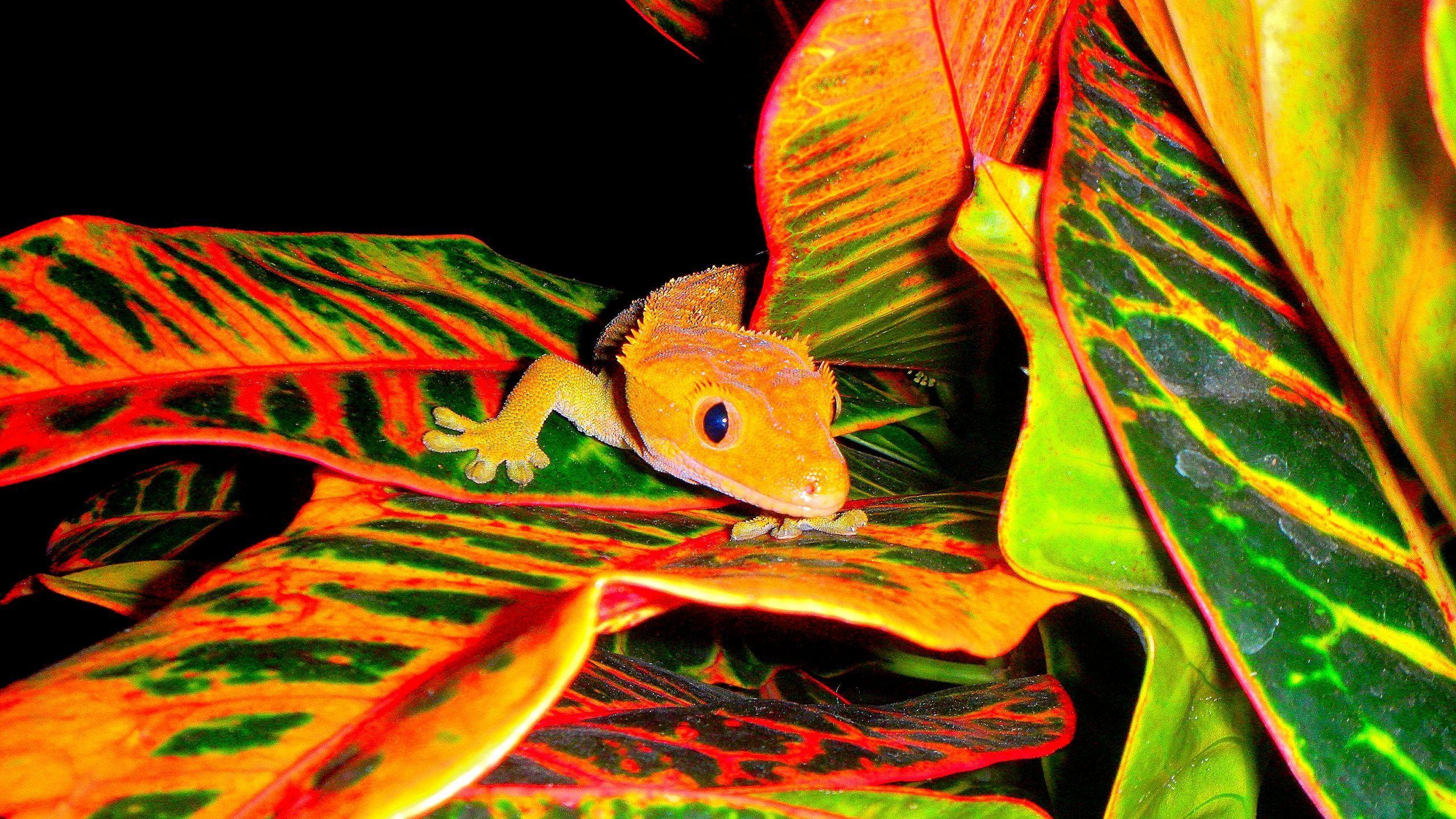Crested Gecko Wallpapers - Top Free Crested Gecko Backgrounds ...