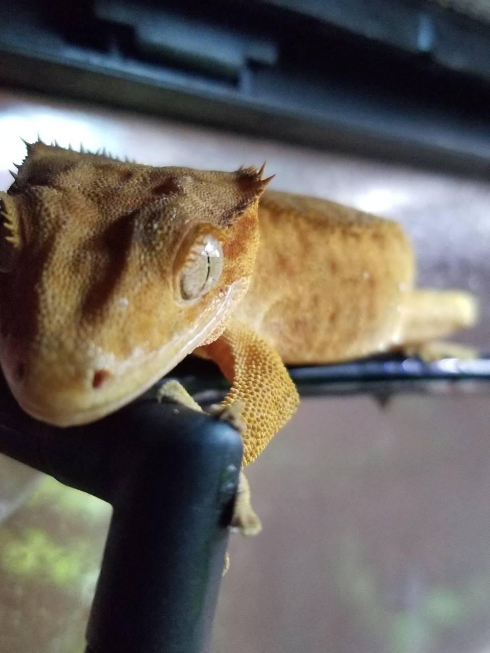 Crested Gecko Wallpapers - Top Free Crested Gecko Backgrounds ...