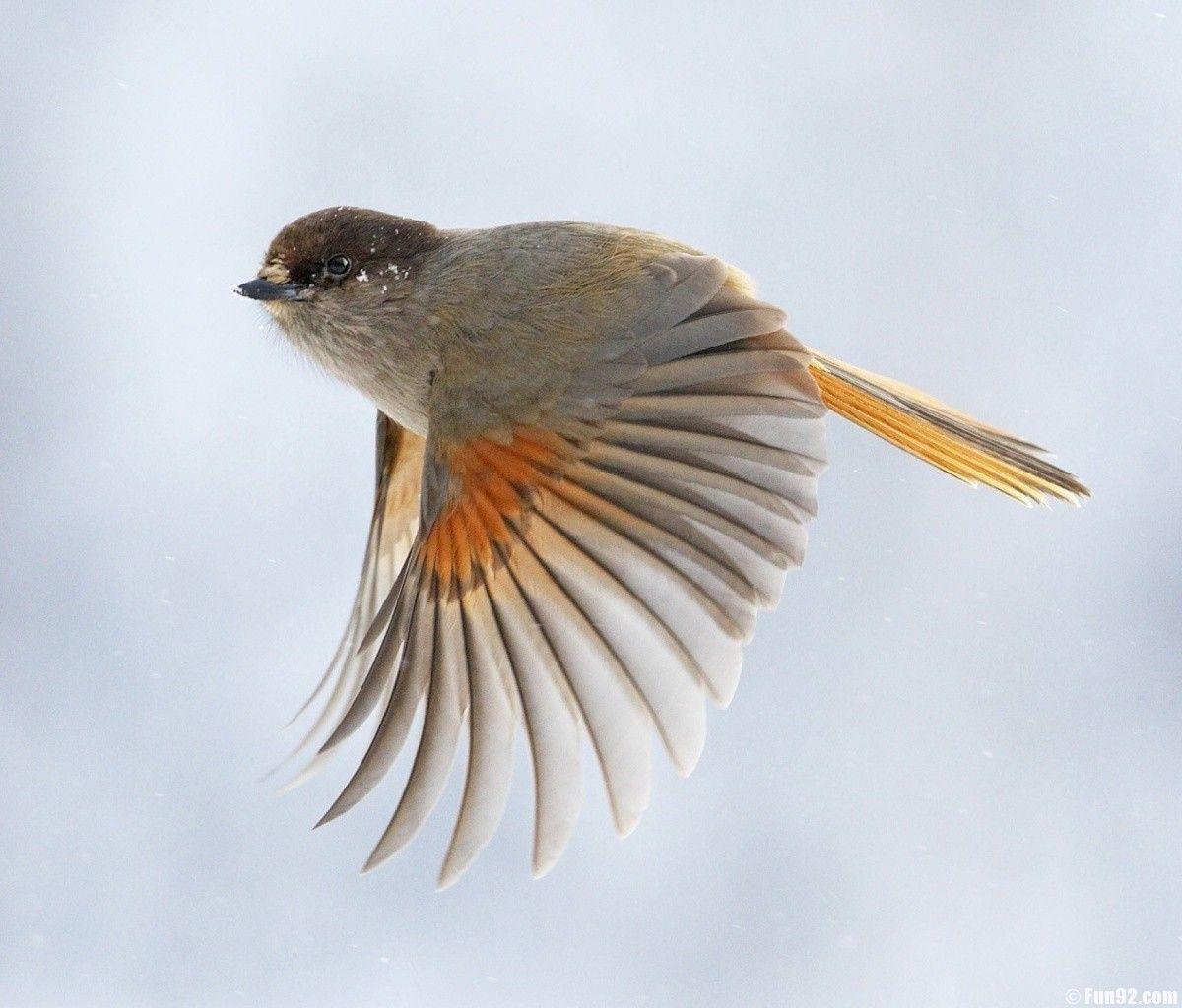 Beautiful Fly Wallpapers - Top Free Beautiful Fly Backgrounds ...