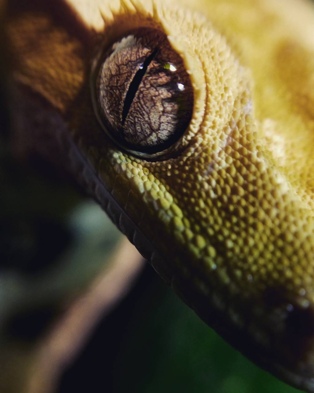 Crested Gecko Wallpapers - Top Free Crested Gecko Backgrounds ...