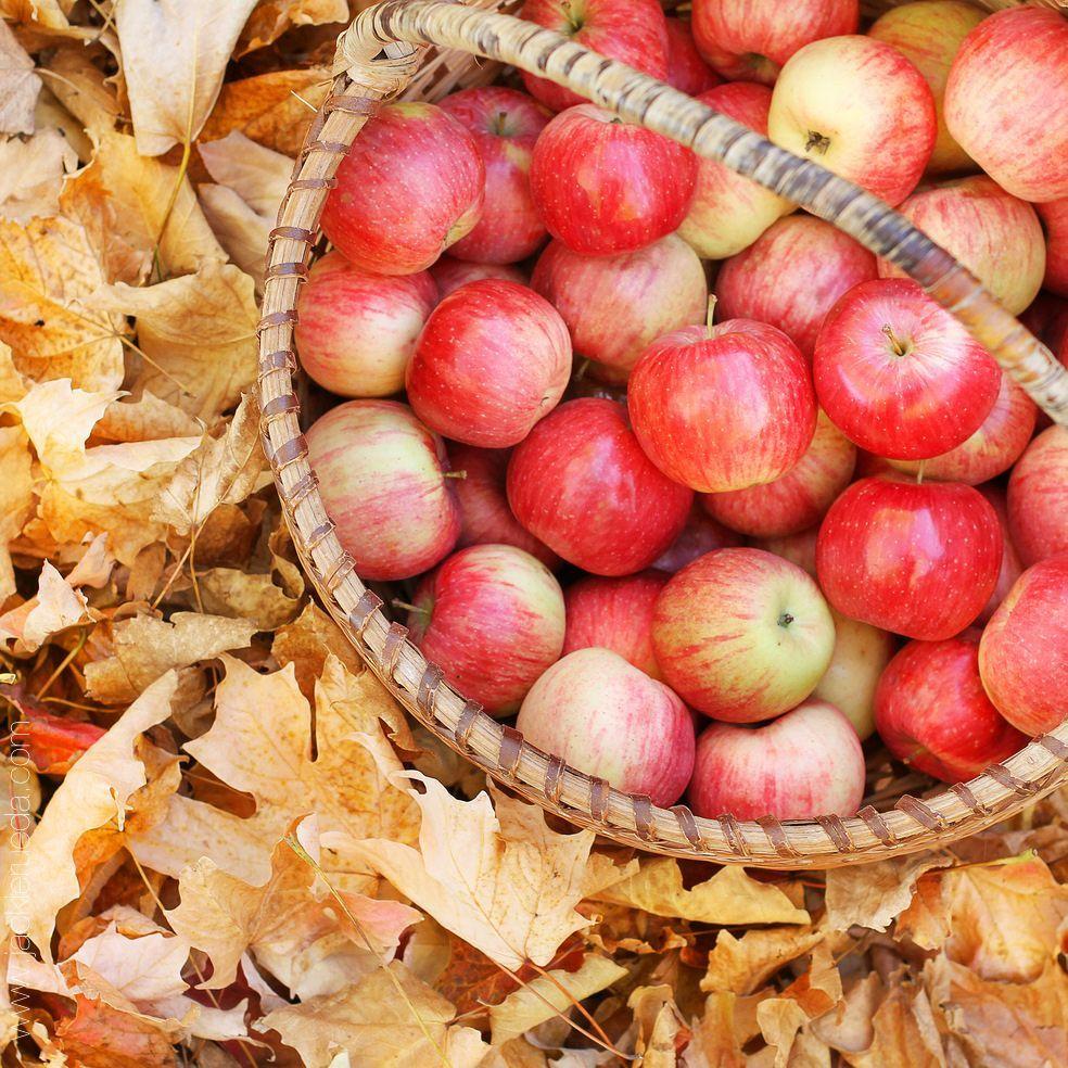 Fall Apples Wallpapers - Top Free Fall Apples Backgrounds - WallpaperAccess