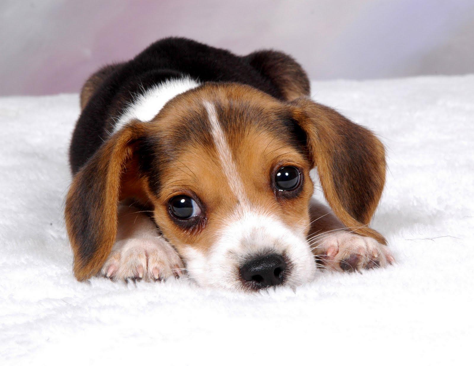 Beagle Drawing Wallpapers - Top Free Beagle Drawing Backgrounds ...